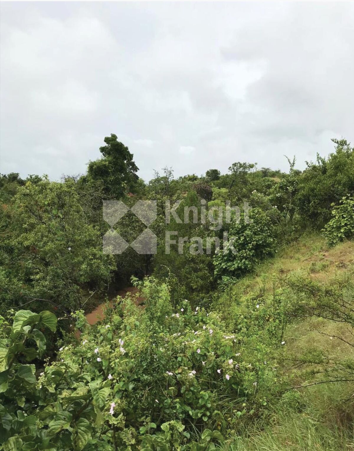 Opportunity to Own 27.75 Acres in a 1000-acre Conservancy in Lolldaiga ...