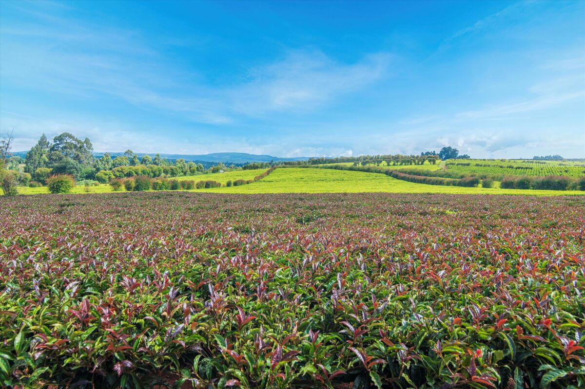 Agricultural for sale in Kipkabus Area, Near Eldama Ravine, Elgeyo ...