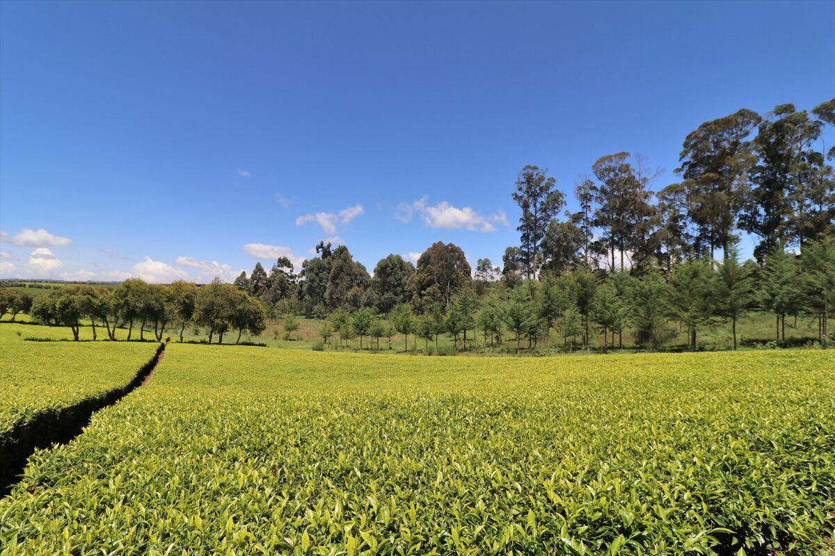 Agricultural for sale in Kipkabus Area, Near Eldama Ravine, Elgeyo ...