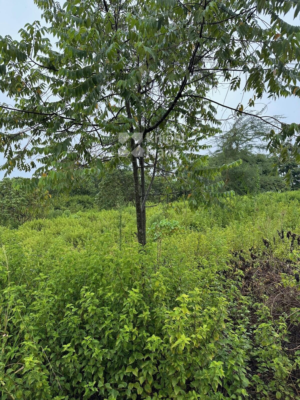 Prime Half-Acre Plot in Kijani Ridge, Tatu City | Knight Frank Global