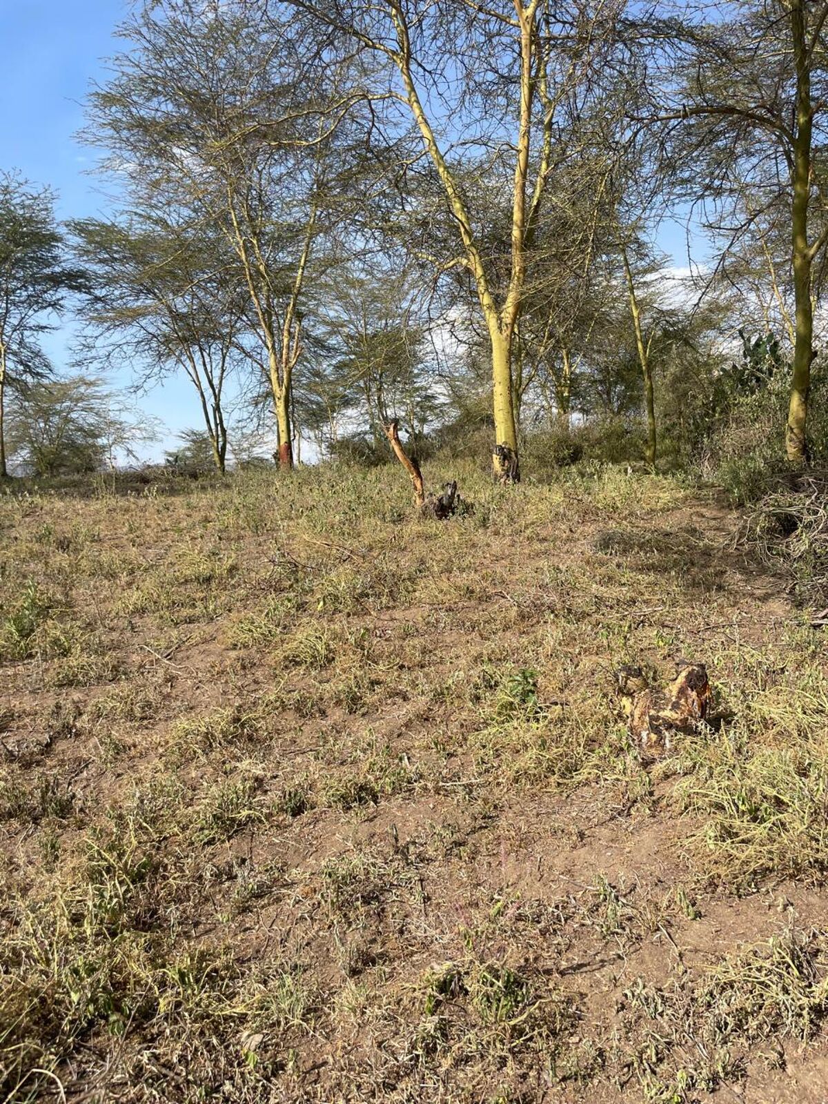 Prime Agricultural Land – 140 Acres on the Malewa River, Naivasha ...