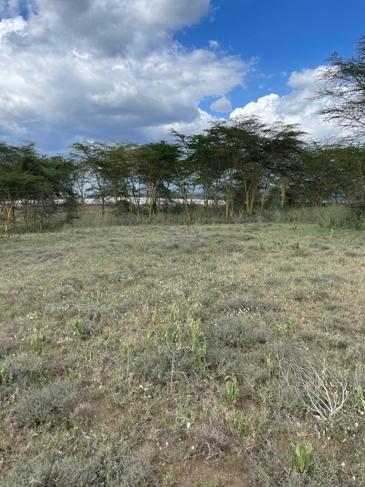 Prime Agricultural Land – 140 Acres on the Malewa River, Naivasha ...