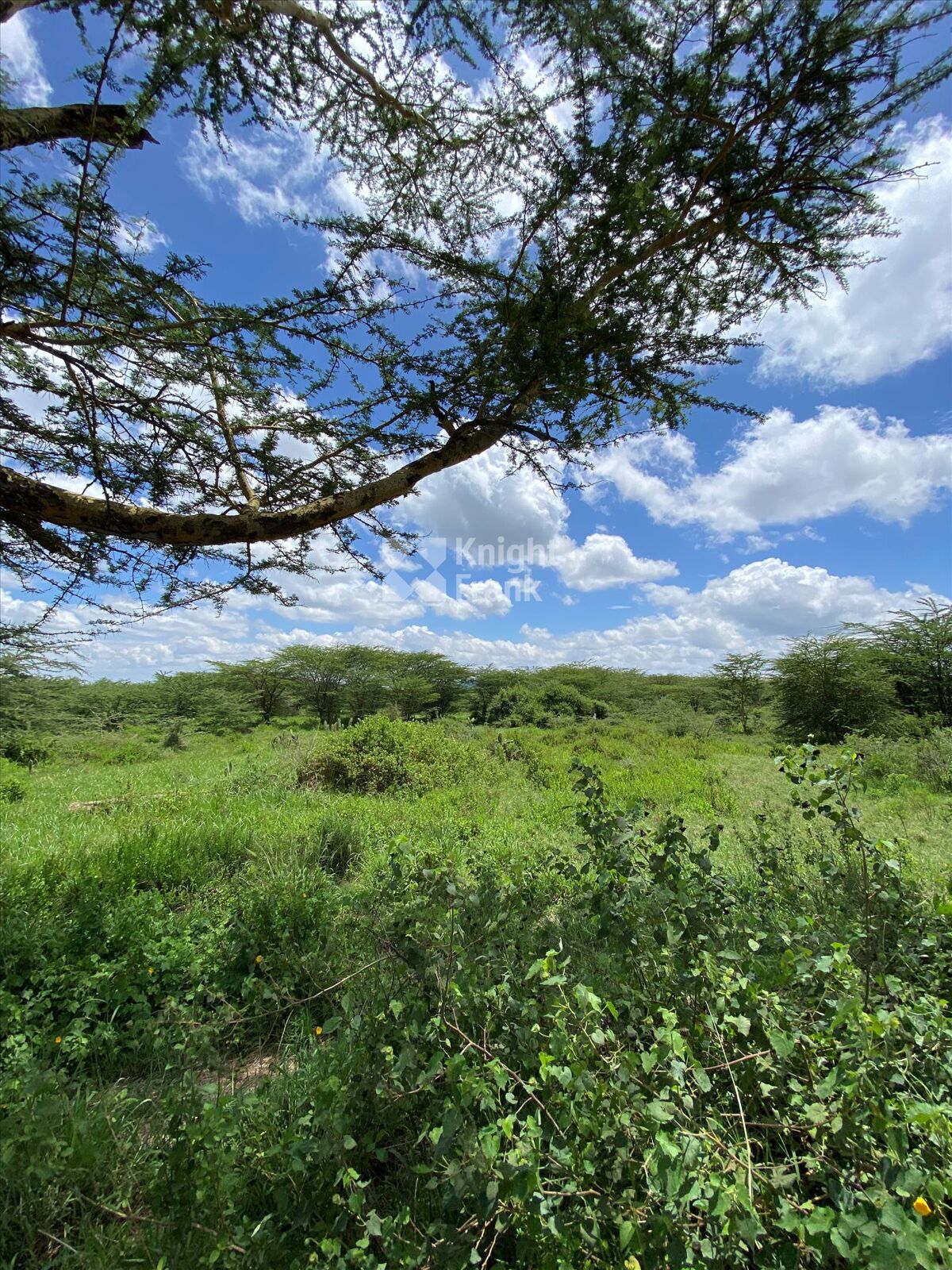 Two adjacent 5-Acre plots with flat terrain and mixed soil | Knight Frank