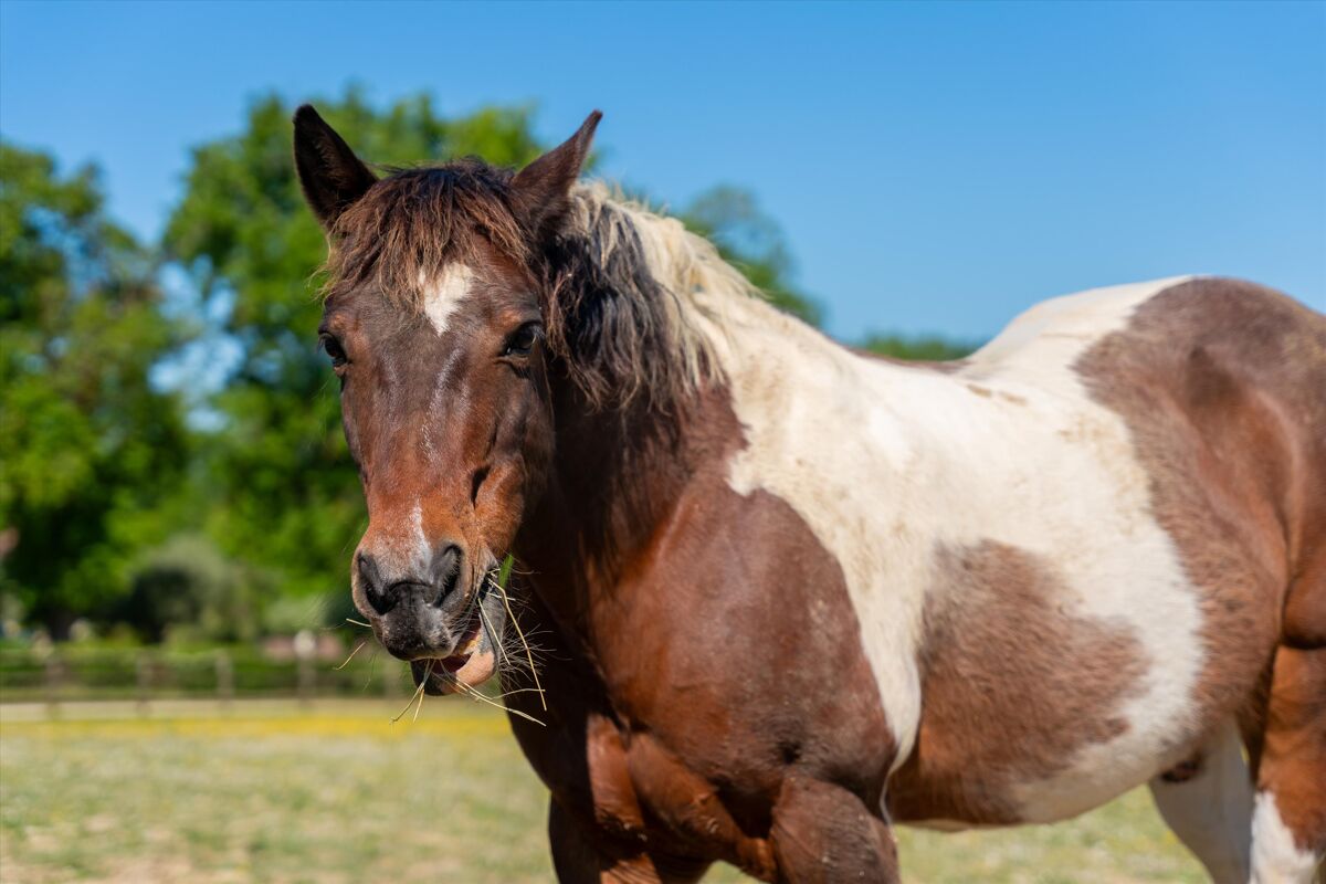 chateau for sale in Homps, Gers, Midi-Pyrénées - rsi012590288 | Knight ...